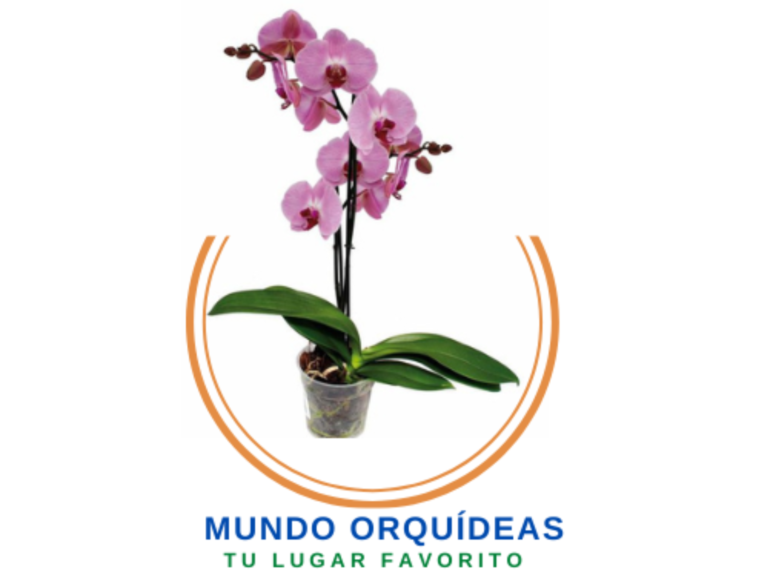 Reproducción de orquídeas: guía completa para principiantes