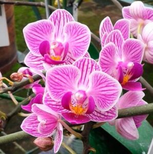 Guía Completa sobre orquídeas epífitas: Cuidado, Origen y Hábitat